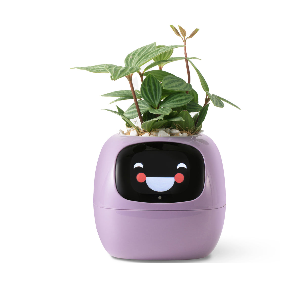 Ivy Smart Planter | Plantsio Official Website – plantopia